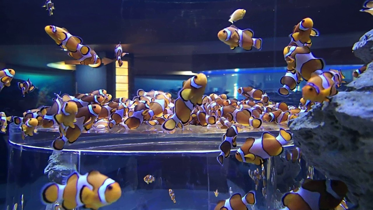 Clown Fish, Two Oceans Aquarium - YouTube