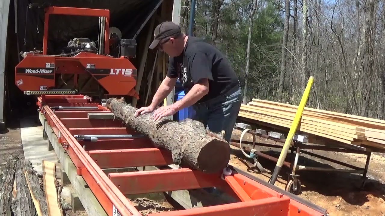 White pine and hemlock have a problem with thinning out near the top of ...