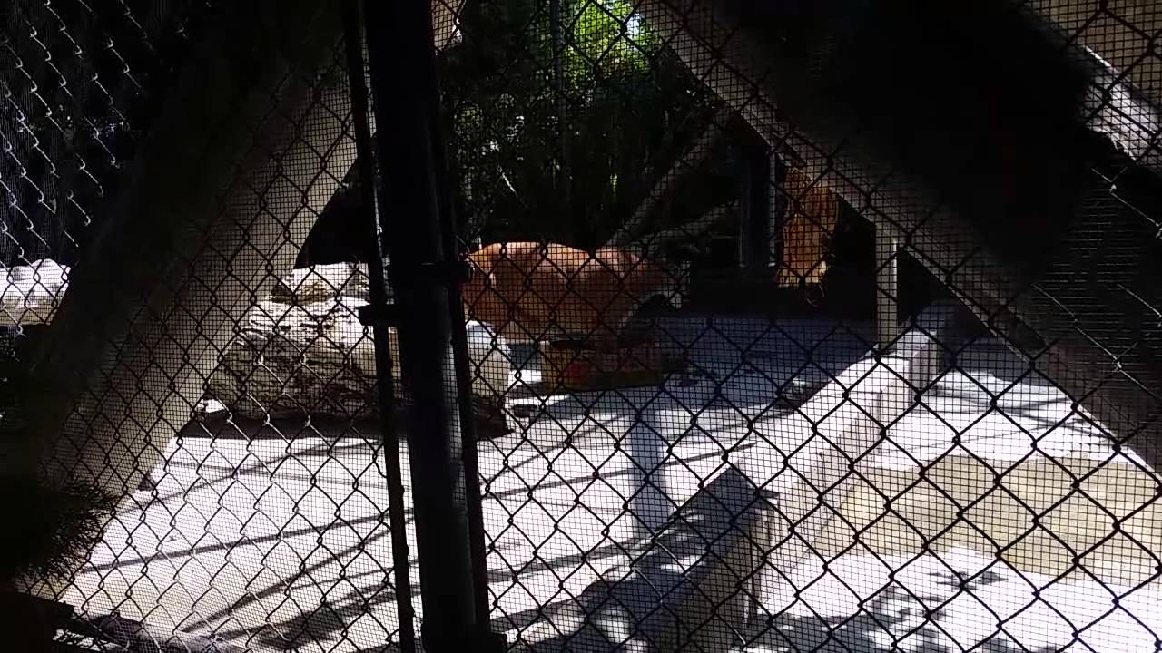 How big cats play with boxes - YouTube