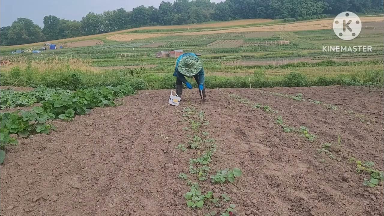 Hnub no mus nthua pob kws 7/1/23 - YouTube