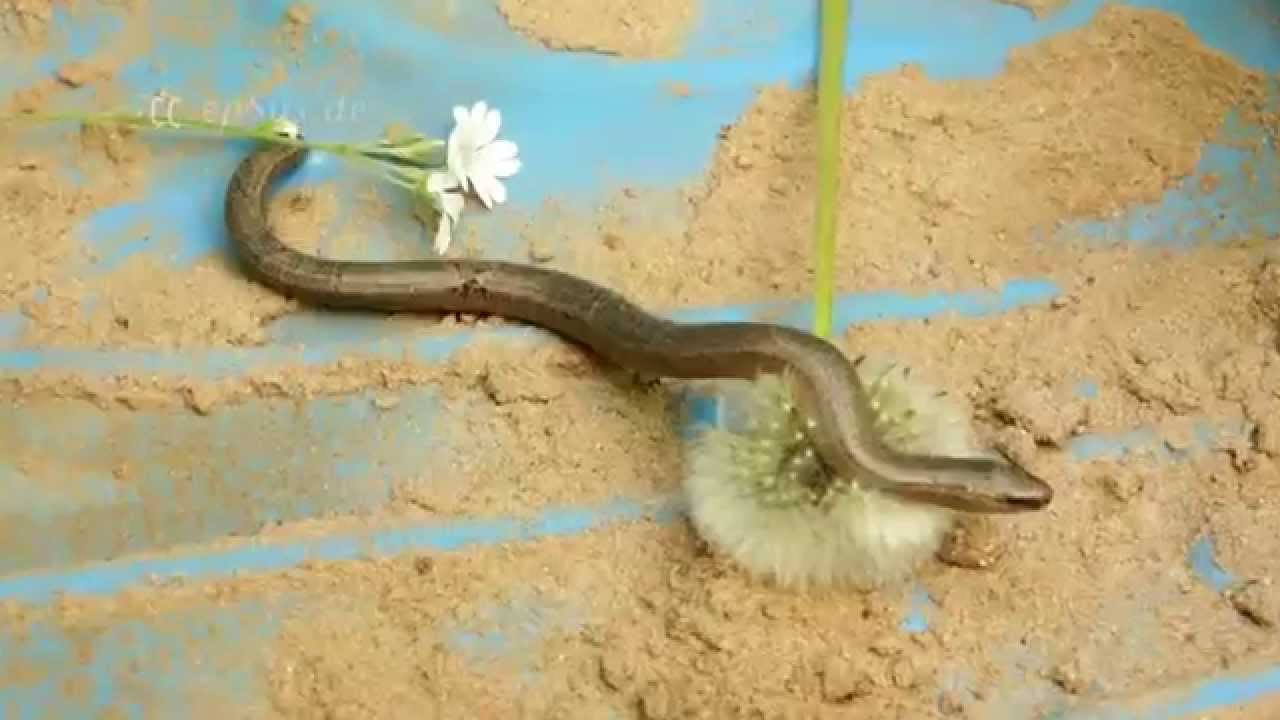 Blind Slow Worm Lizard's Rescue from Plastic Pond - YouTube