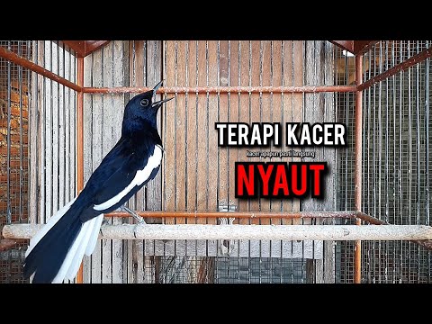 SUARA BURUNG kacer gacor NGEPLONG tarung ini paling ampuh buat PANCINGAN KACER agar EMOSI