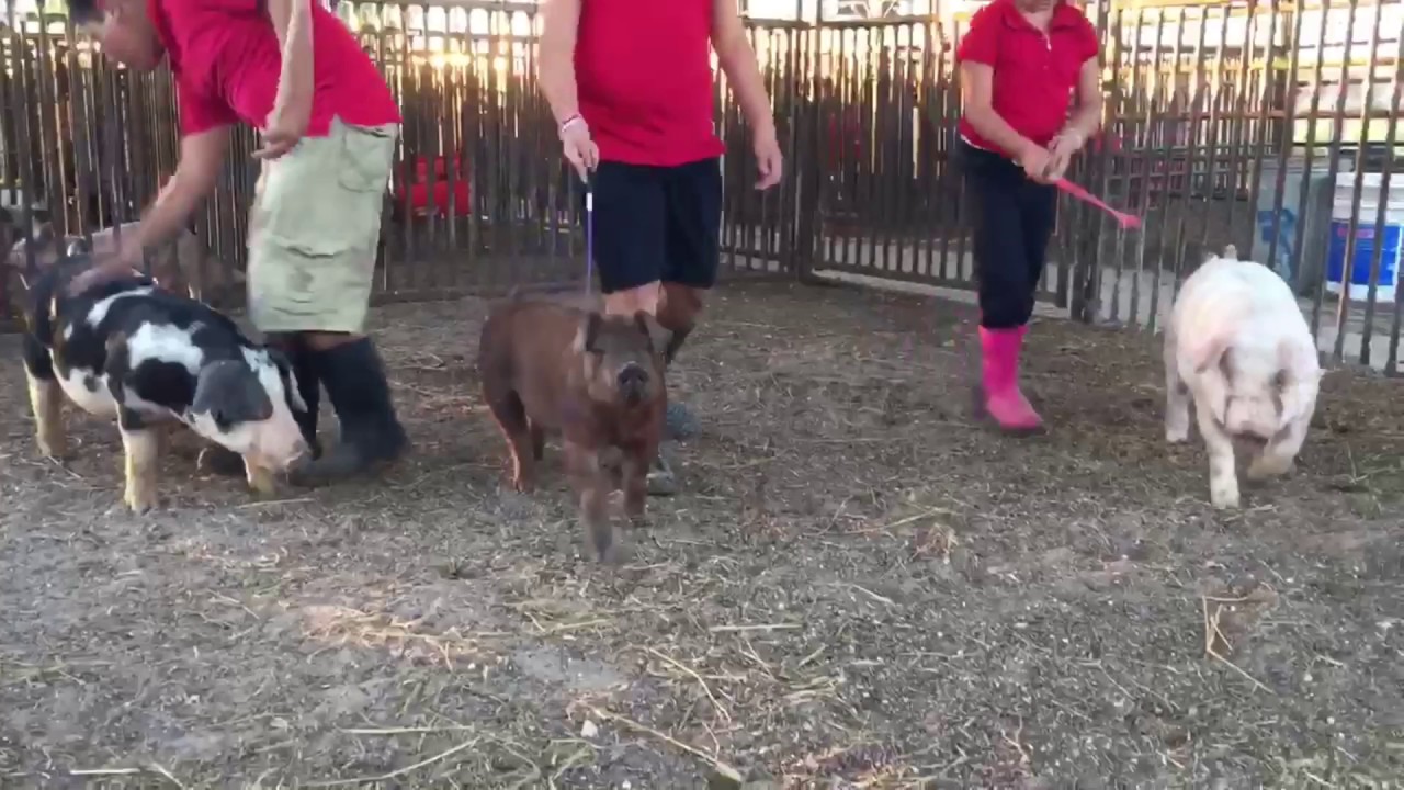 Walking Show Pigs in a Group - YouTube