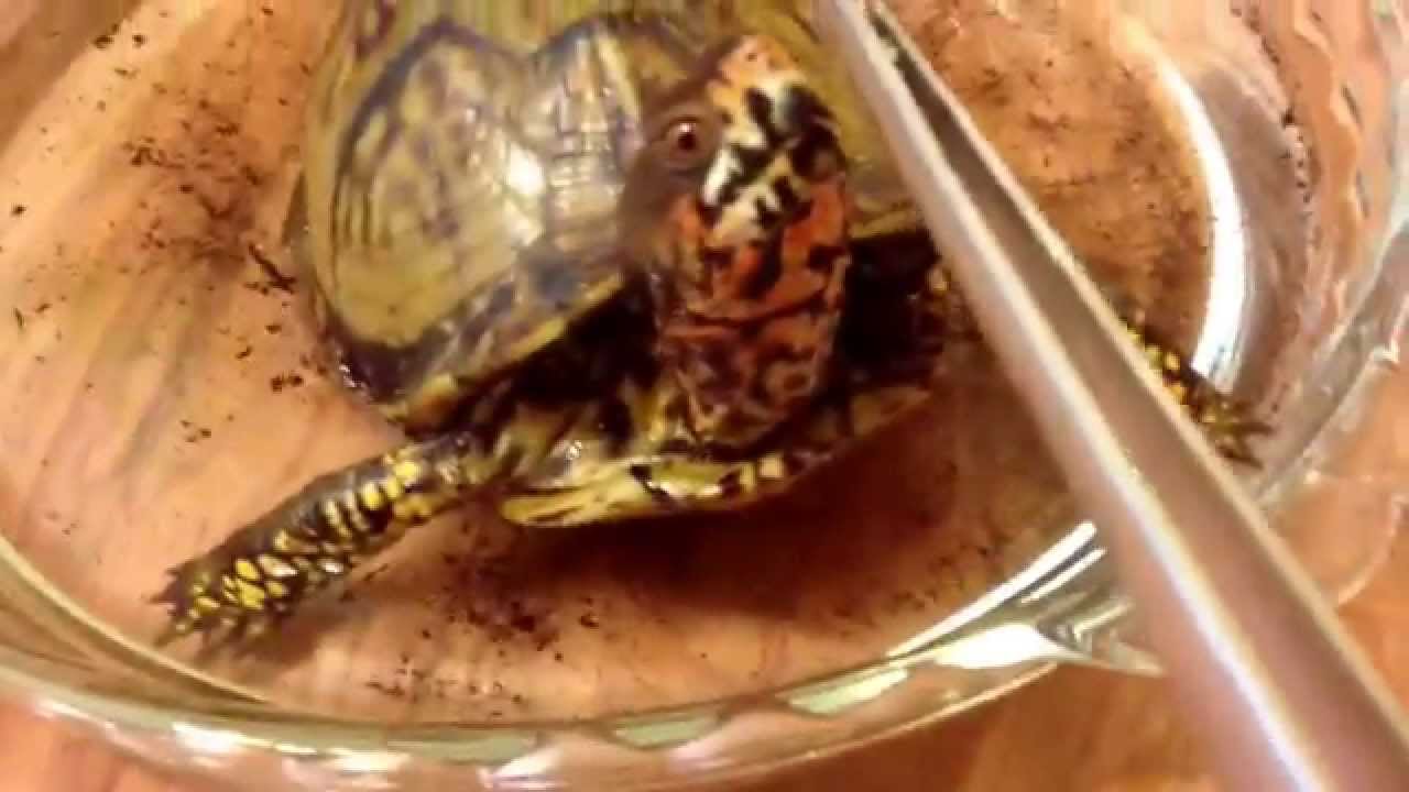Box Turtle bath time! Clarence Box Turtle care. - YouTube