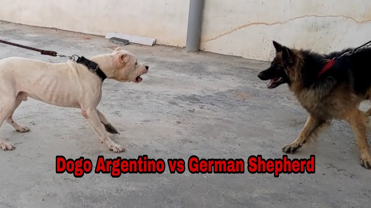 Dogo Argentino Attack German Shepherd 😨 // Simba ko pitbull puppy se ...