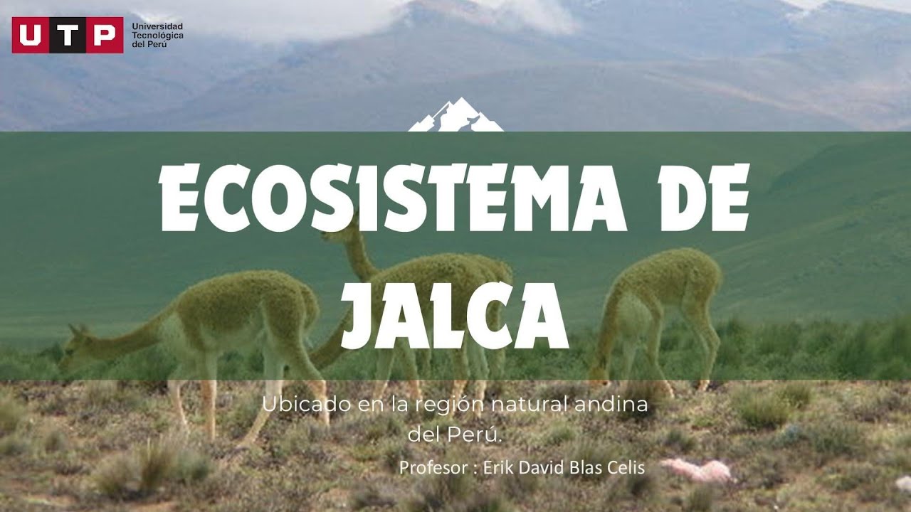 Avance de portafolio 1_Ecosistema_de_JALCA - YouTube