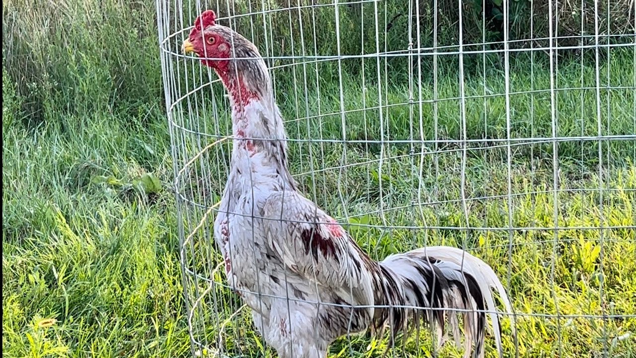 Qaib Thaib Thai Roosters save for 2nd molt and more.. - YouTube