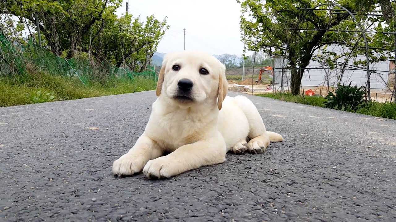 Got a Puppy! Two months old Labrador Retriever! Cute dog - YouTube