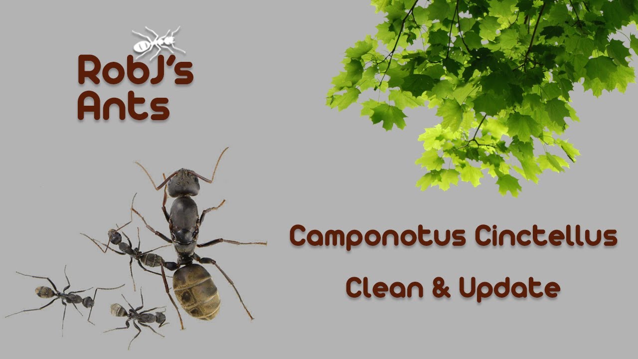 Shiny Sugar Ant | Colony Update & Clean - YouTube