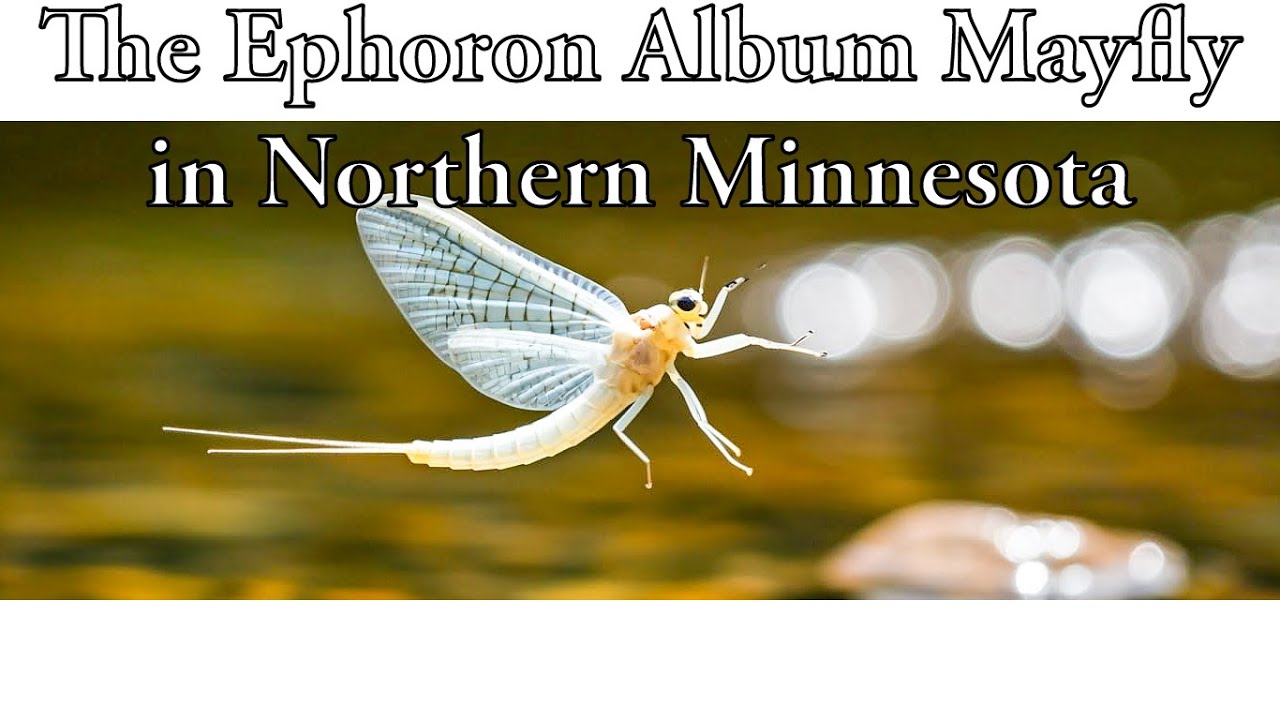 Ephoron Album Mayfly: Minnesota’s Secret Hatch, & An Early Fly Pattern ...