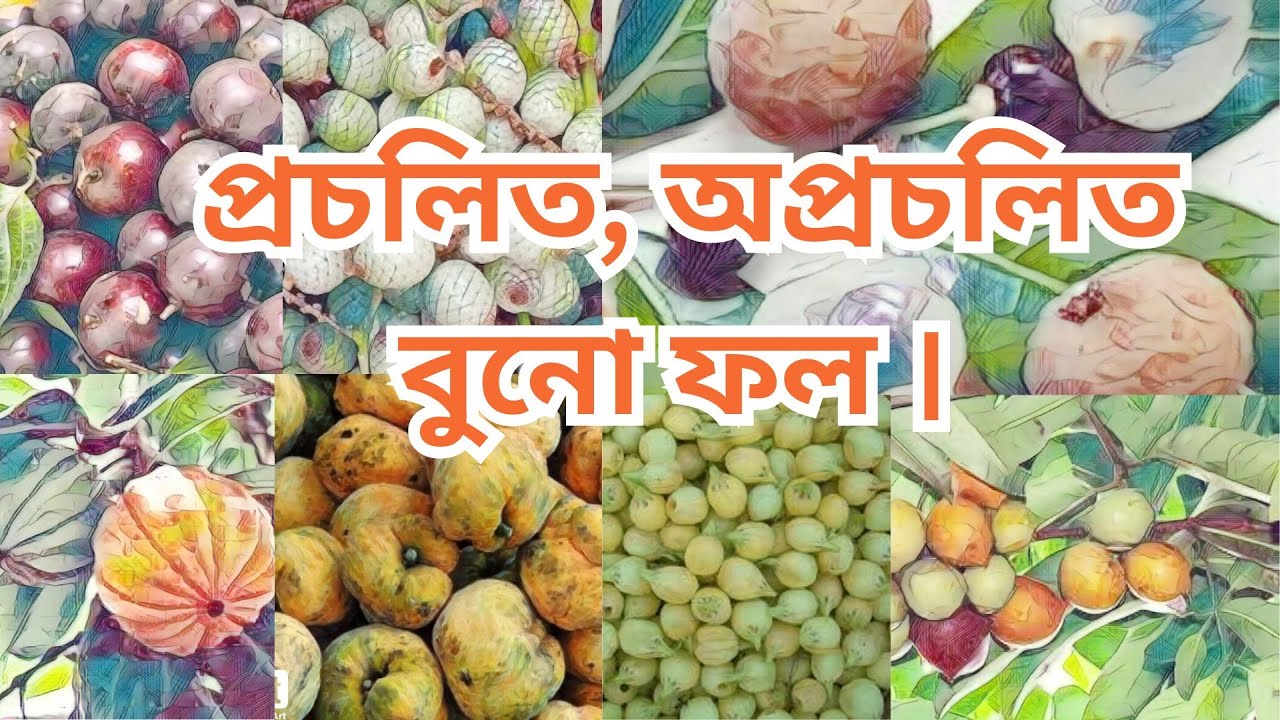 প্রচলিত, অপ্রচলিত বুনো ফল | Some Bono fruits| হারিয়ে যাওয়া দেশজ ফল ...