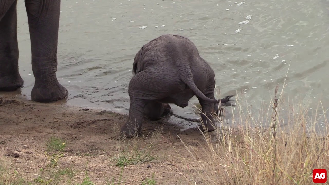 Tiny elephant blows bubbles while trying to drink [Best Video Clip 2019 ...