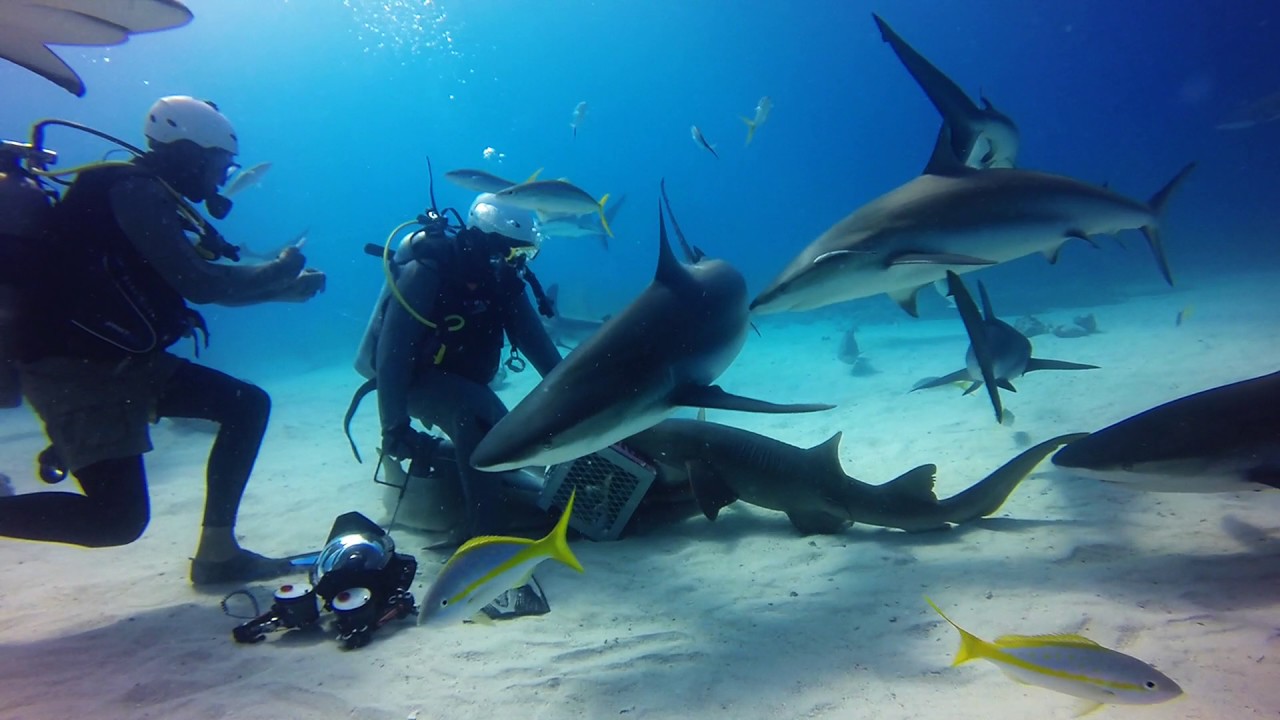 Shark Dive Stuart Cove's Nassau GoPro - YouTube