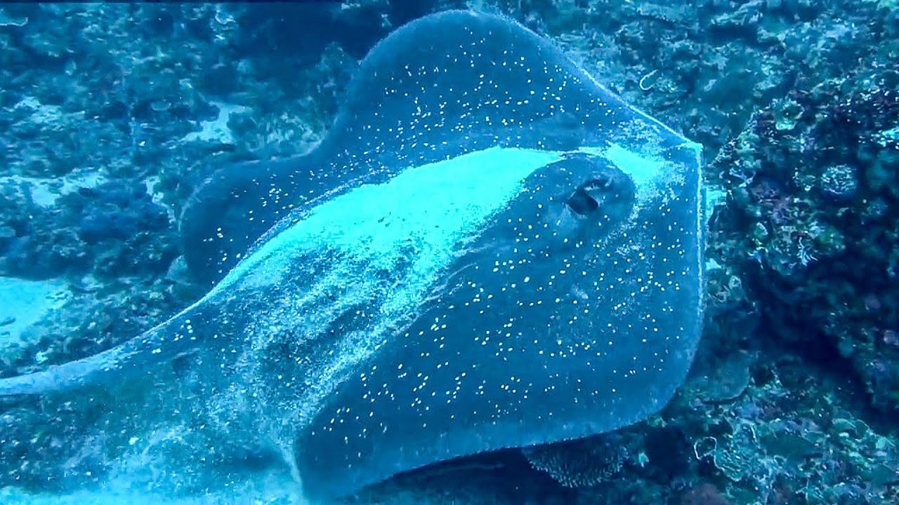Wie klingt ein Stachelrochen? Forscher entdecken, dass die leisen ...
