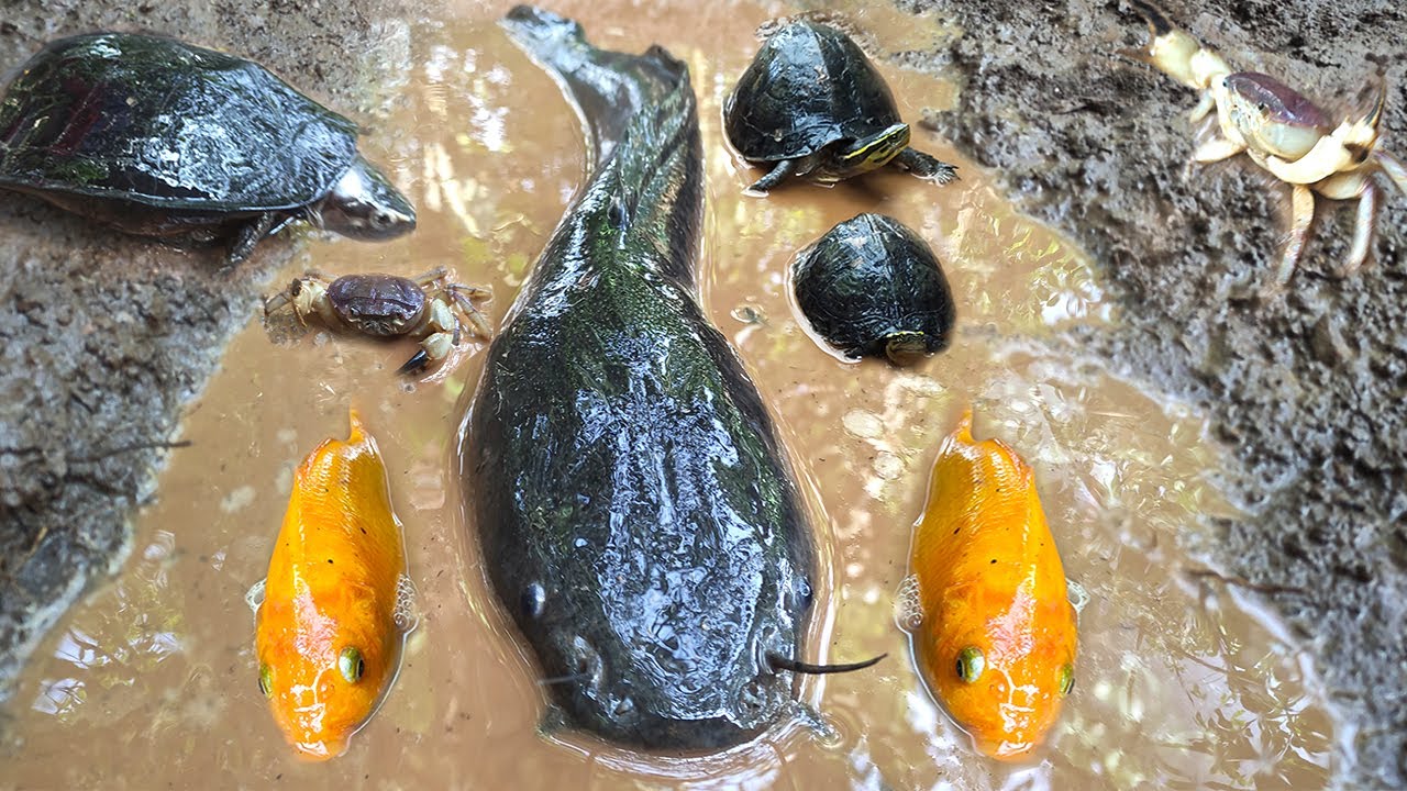 Menangkap Ikan Lele Jumbo Di Lubang Ikan Hias Ikan Cupang Ikan Koi