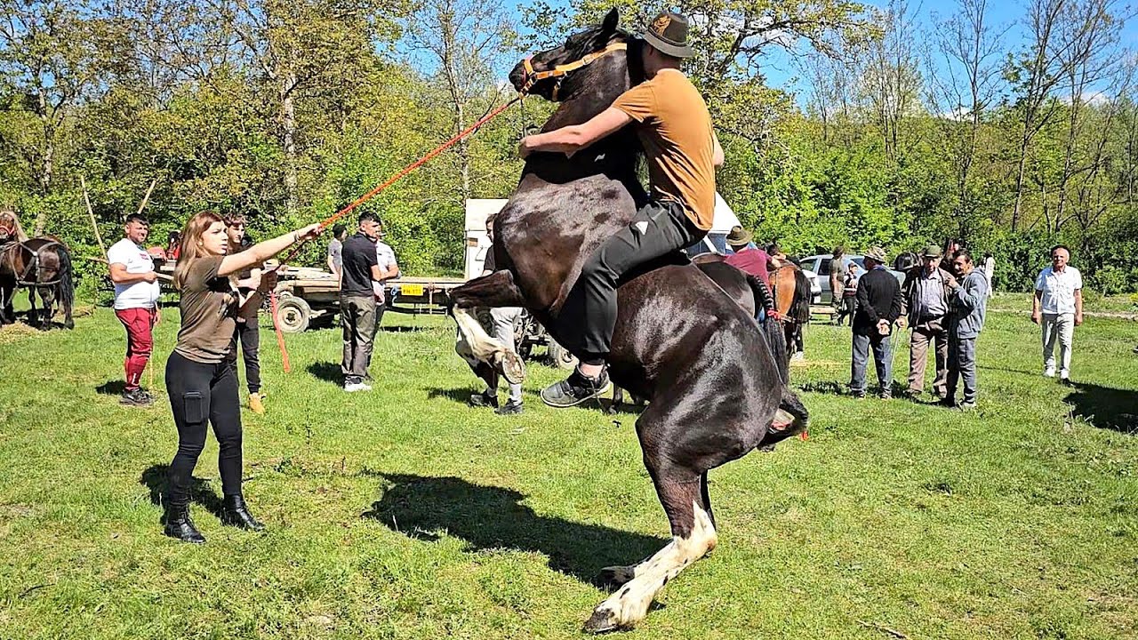 PESTE 200 DE CAI SEMIGREI,FRIZIENI SI ALTE RASE LA VARBILAU, 2024. # ...