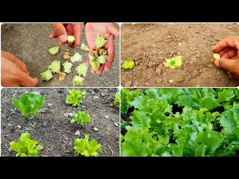 How To Grow Lettuce From Scraps - You Can Regrow Lettuce From Kitchen ...