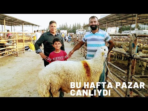 27.08.2021 CEYHAN KÜÇÜKBAŞ HAYVAN PAZARI #KURBANLIK #KOYUN #KEÇİ #KUZULUKOYUN #TOKLU #HALEPKEÇİSİ