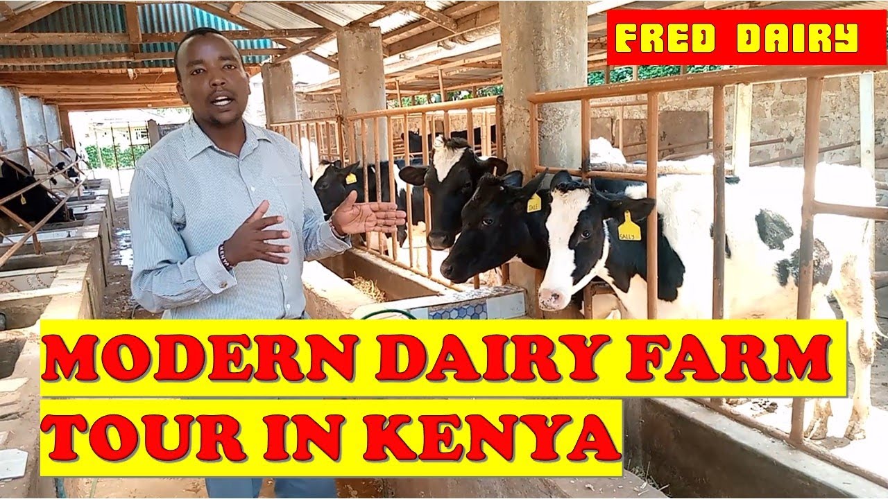 MODERN DAIRY FARM TOUR IN KENYA - YouTube