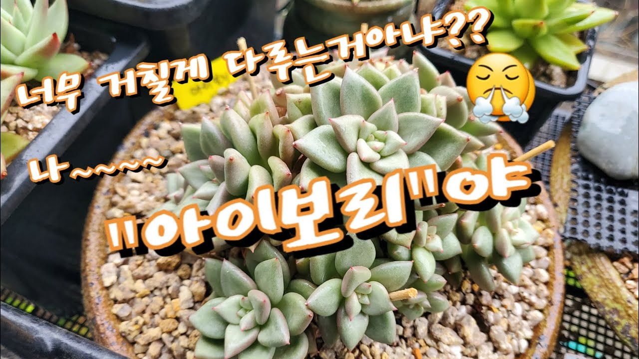오는비 모두 맞고있는아이보리다육이키우기 국민다육 옥상다육봄철다육관리봄비다육물주기걸이대다육이 Youtube