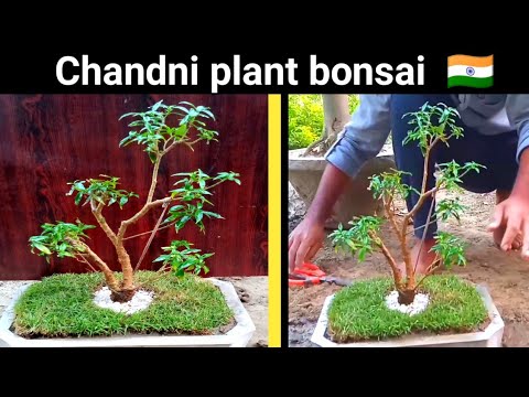 Dwarf chandni plant Bonsai || GENIUS PLANT MASTER || - YouTube