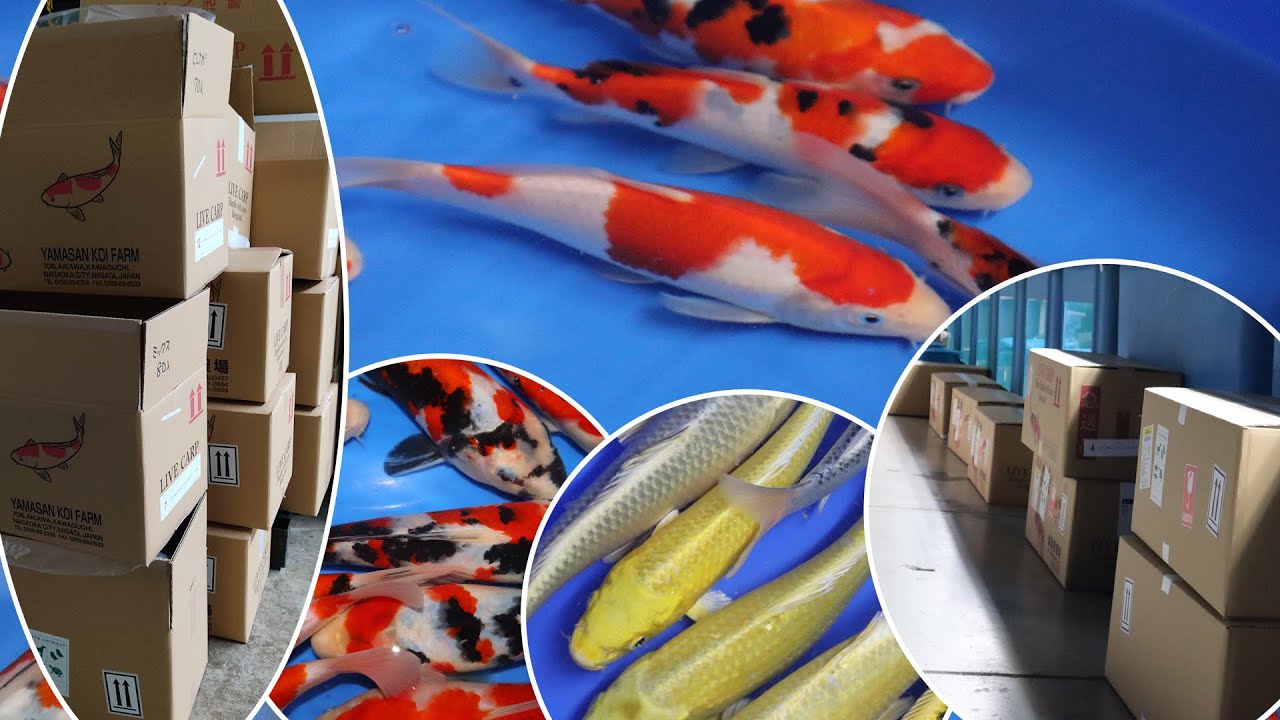 Arrival of new Koi Fish | Koi Shipment from Japan - YouTube