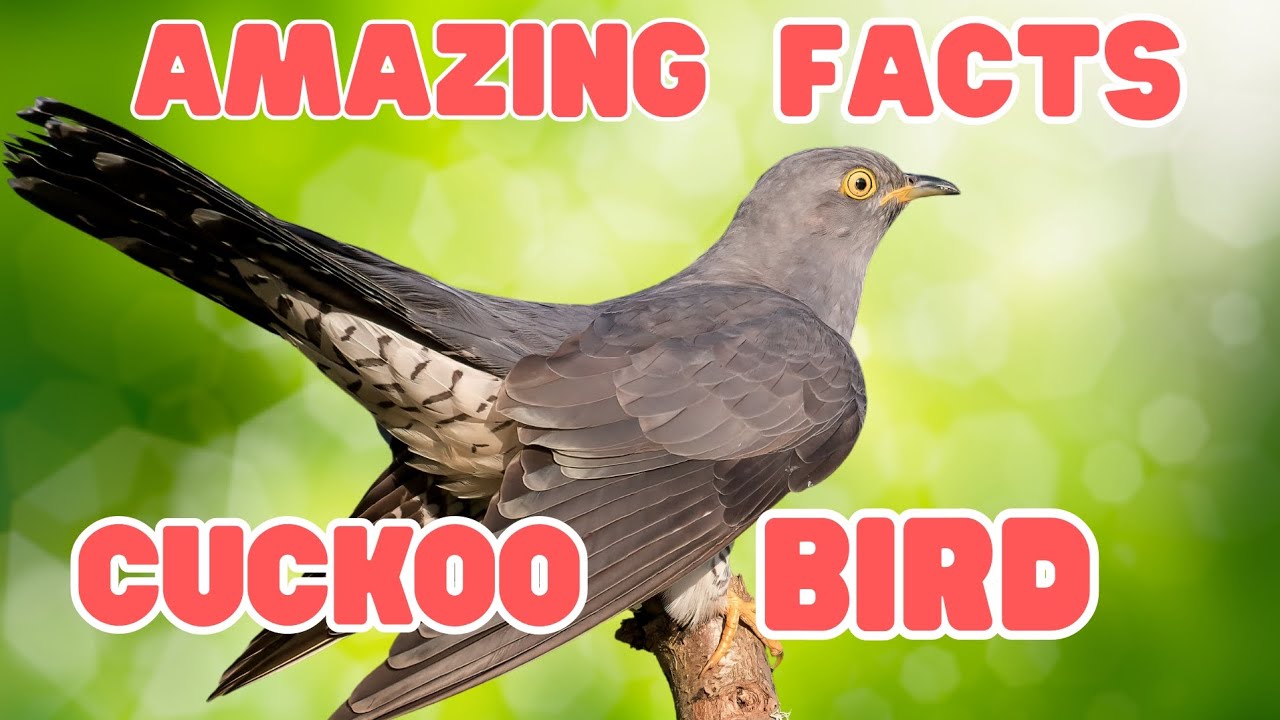 AMAZING FACTS ABOUT CUCKOO BIRD! #animalfacts #dailyfacts # ...
