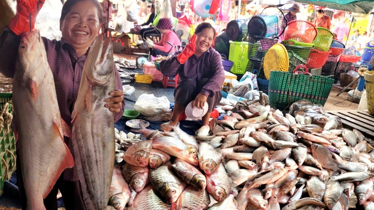 ផ្សារពន្លៃថ្ងៃនេះ សំបូរមេត្រីធំៗ || Freshwater Fish Market KH [Ep. 478 ...
