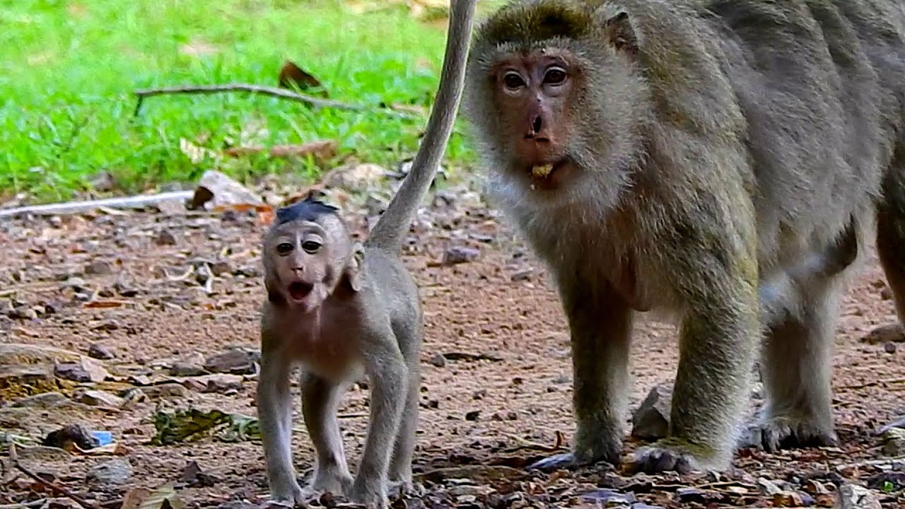 OMG! Smart adorable little monkey is brave protected food from sister ...