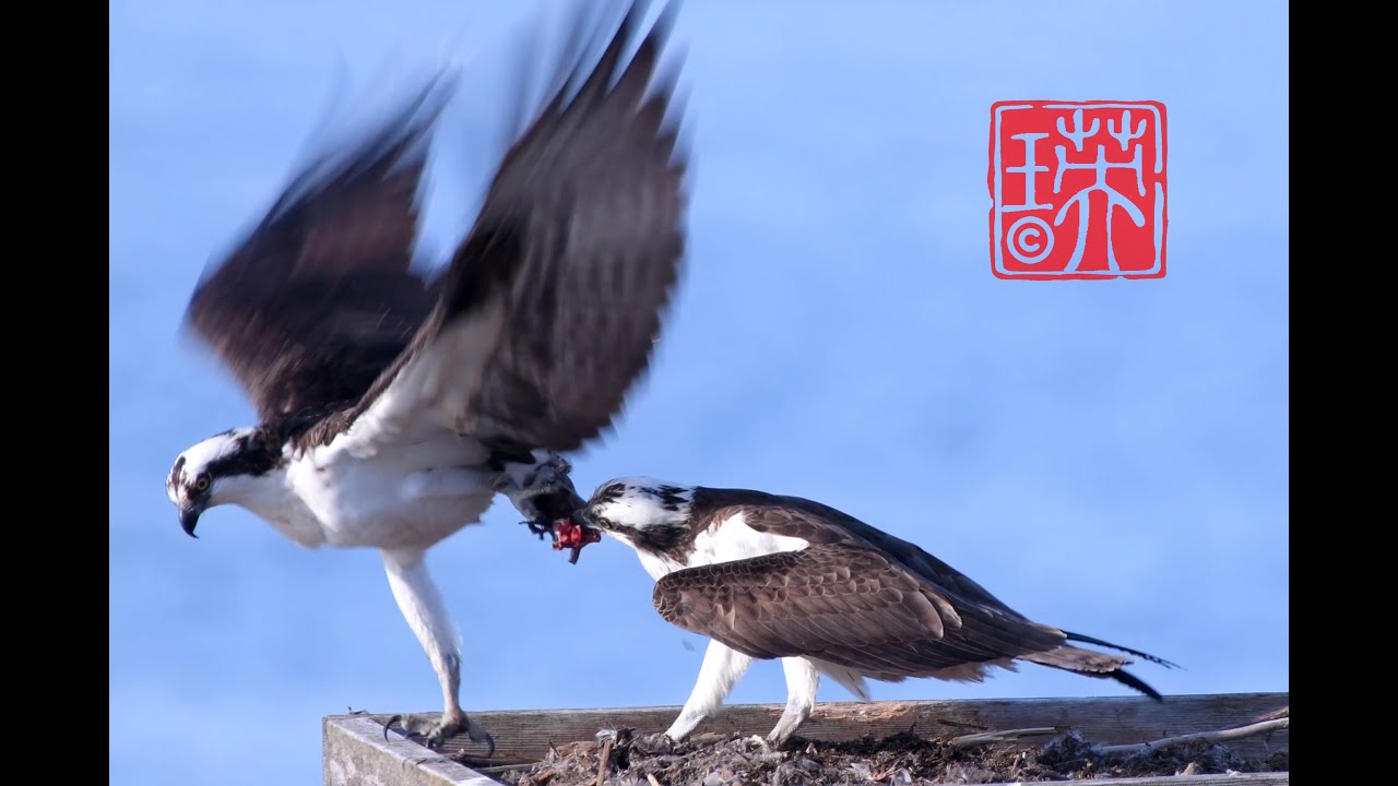 Osprey Breeding Season at Pitt Lake , BC Canada || 4K Video - YouTube