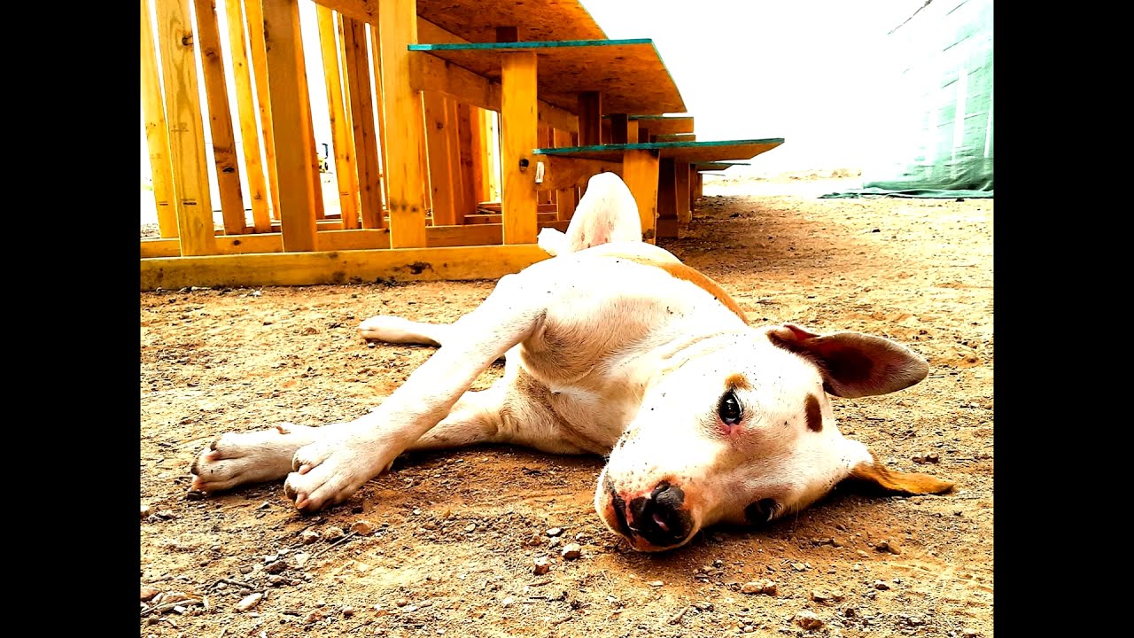 My Dogs Have ESP- Extra Snackery Perception-SATR - YouTube