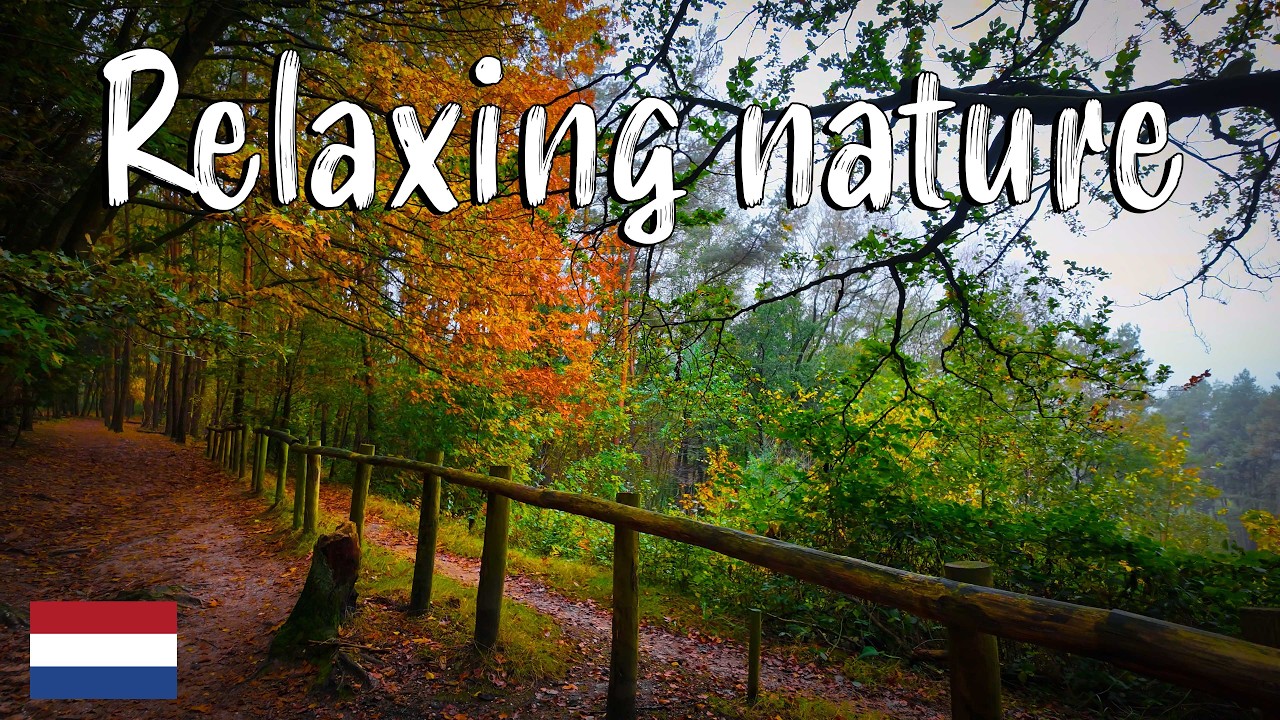 Walk through COZY Dutch forest, Rhenen | Soothing Nature Sounds in the ...