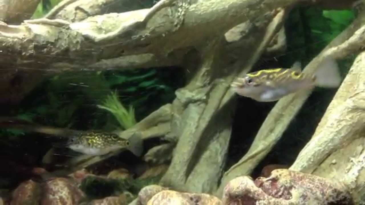 Figure Eight Puffer Fish - Brackish water - YouTube