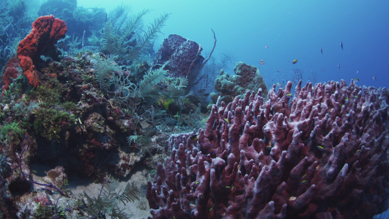 REEF. Banco Chinchorro 4 - YouTube