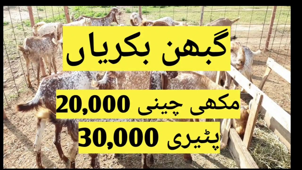 Goats For Sale. Chakwal Goat Farm. Goat Farming in Pakistan. - YouTube