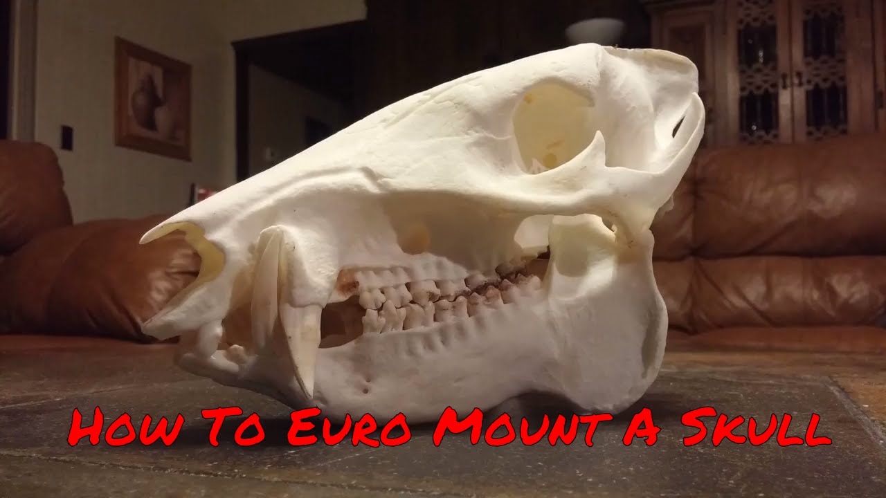 How to do a European Skull Mount - YouTube