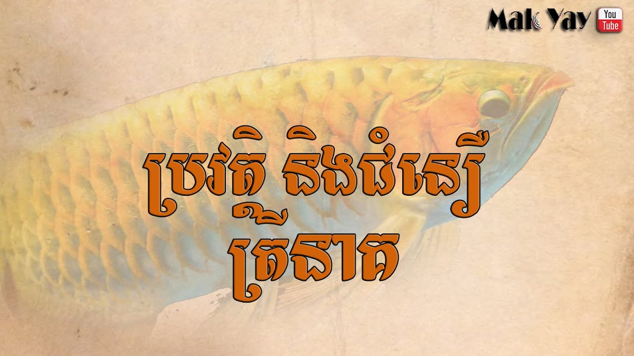 ប្រវត្តិ និងជំនឿត្រីនាគ | Dragon Fish History - YouTube