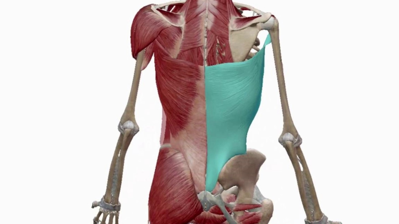 Funzioni principali del Gran Dorsale (Latissimus Dorsi) - YouTube
