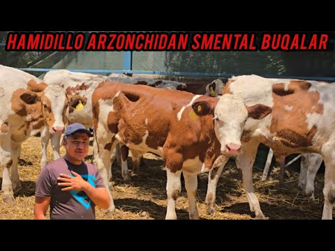 HAMIDILLONI YANGI PARTIYA😱 SMENTAL BUQALAR YETIB KELDI 👍✅️