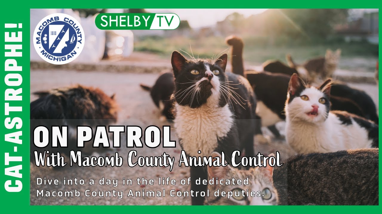 On Patrol with Macomb County Animal Control | Cat-astrophe! - YouTube