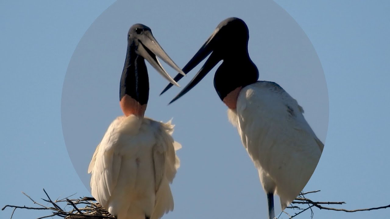 JABIRU Nesting couple (JABIRU MYCTERIA), TUIUIÚ, JABURU, BIRDS OF ...