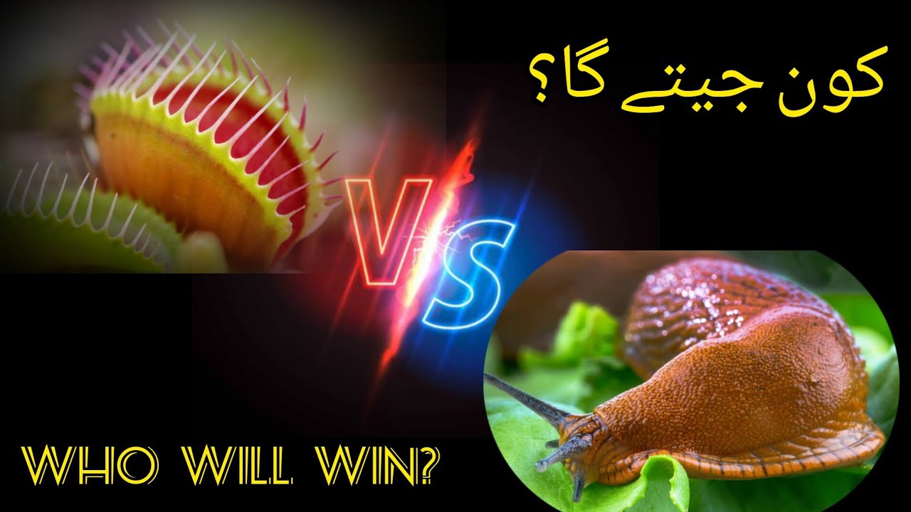 Large Venus flytrap VS giant Slug | Let's see who's gonna win | - YouTube