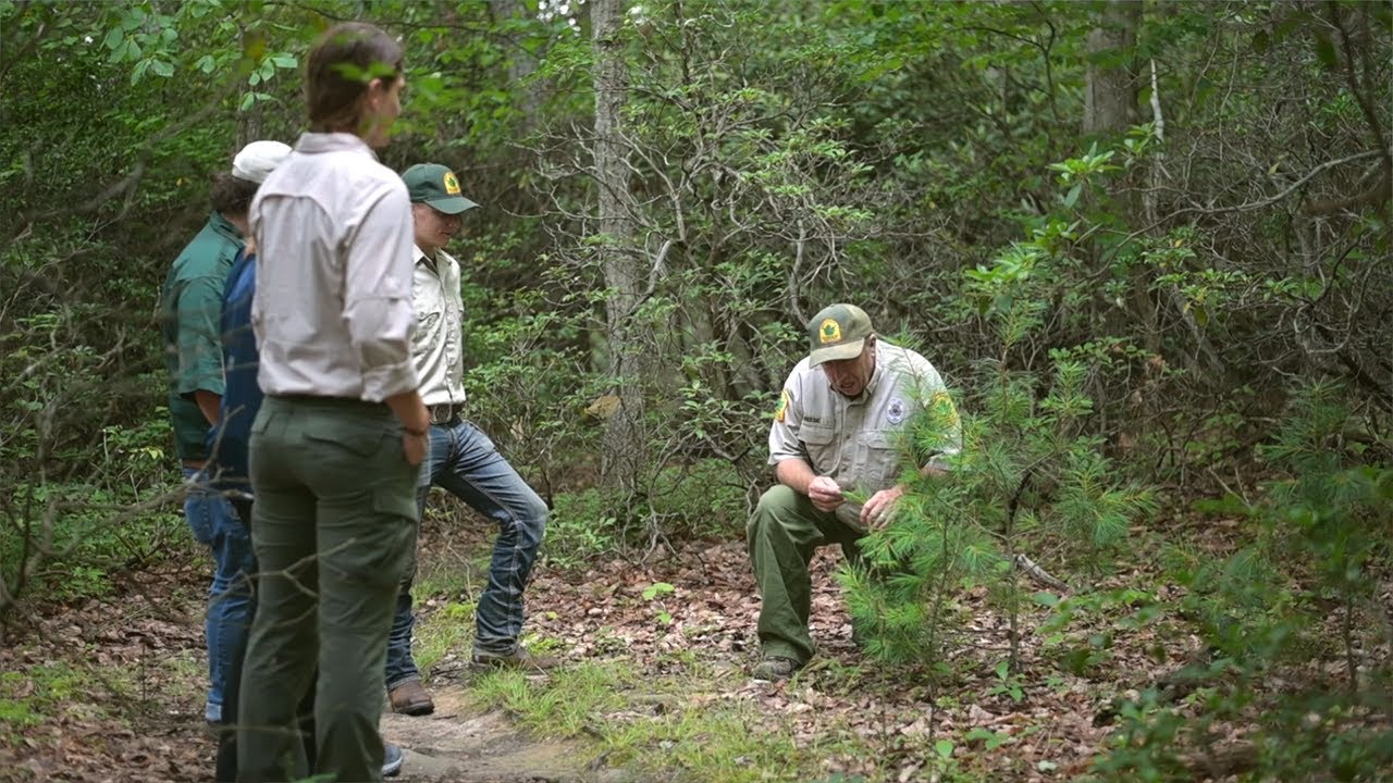 Working in nature starts here: Division of Forestry Internship Program ...