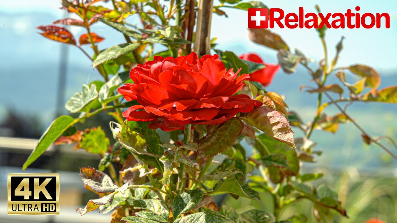 relaxation music - beautiful flowers | meditation, calm down, yoga ...