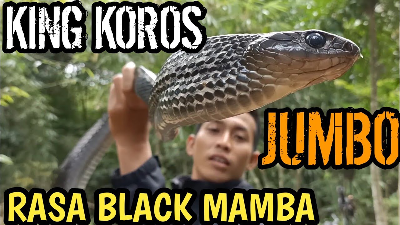 GILA KING KOROS JUMBO BANGET/KING KOROS RASA BLACK MAMBA! (RILISE KING ...