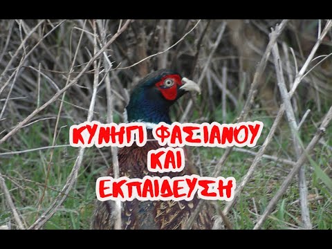 ΚΥΝΗΓΙ ΦΑΣΙΑΝΟΥ ΚΑΙ ΕΚΠΑΙΔΕΥΣΗ - YouTube
