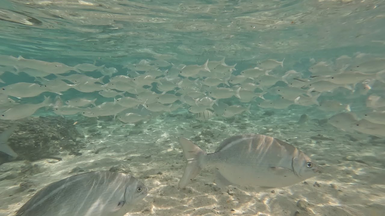 Rarotonga, Snorkeling by The Sanctuary - YouTube