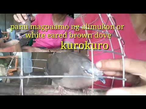 Panu magpaamo ng alimukon/white eared brown dove - YouTube