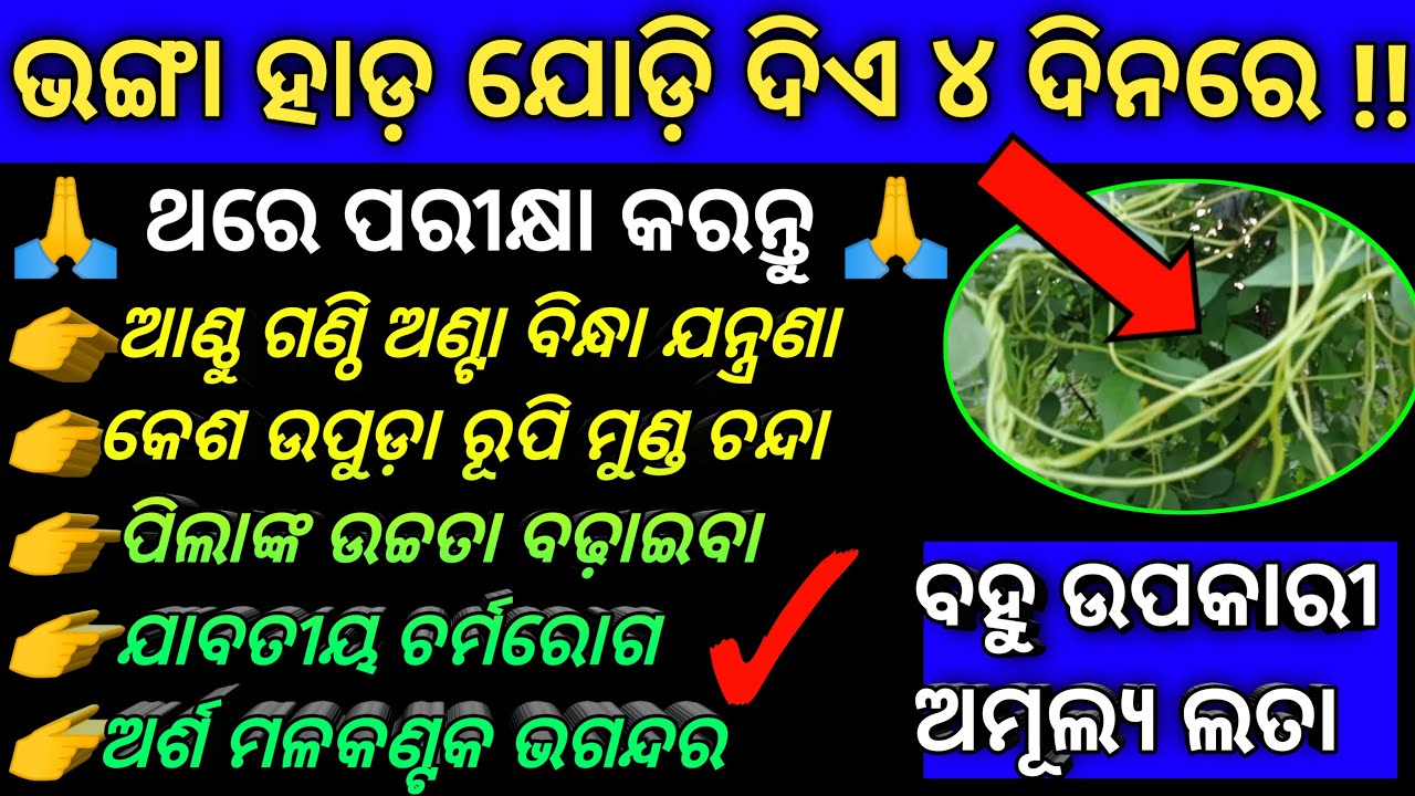 ଭଙ୍ଗା ହାଡ଼ ଯୋଡ଼ି ଦିଏ ମାତ୍ର ଚାରି ଦିନରେ | Awesome Health Benefits of ...