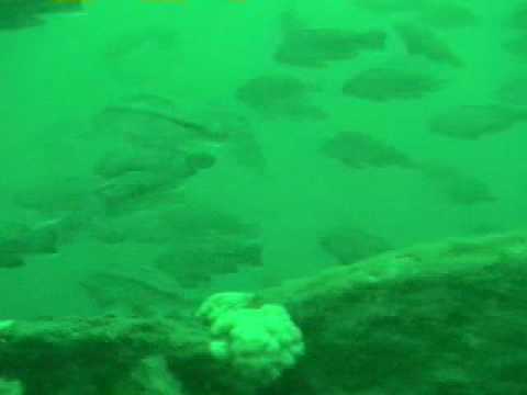 U-85 WWII German Submarine Nags Head Scuba Diving the U85 German U-boat ...